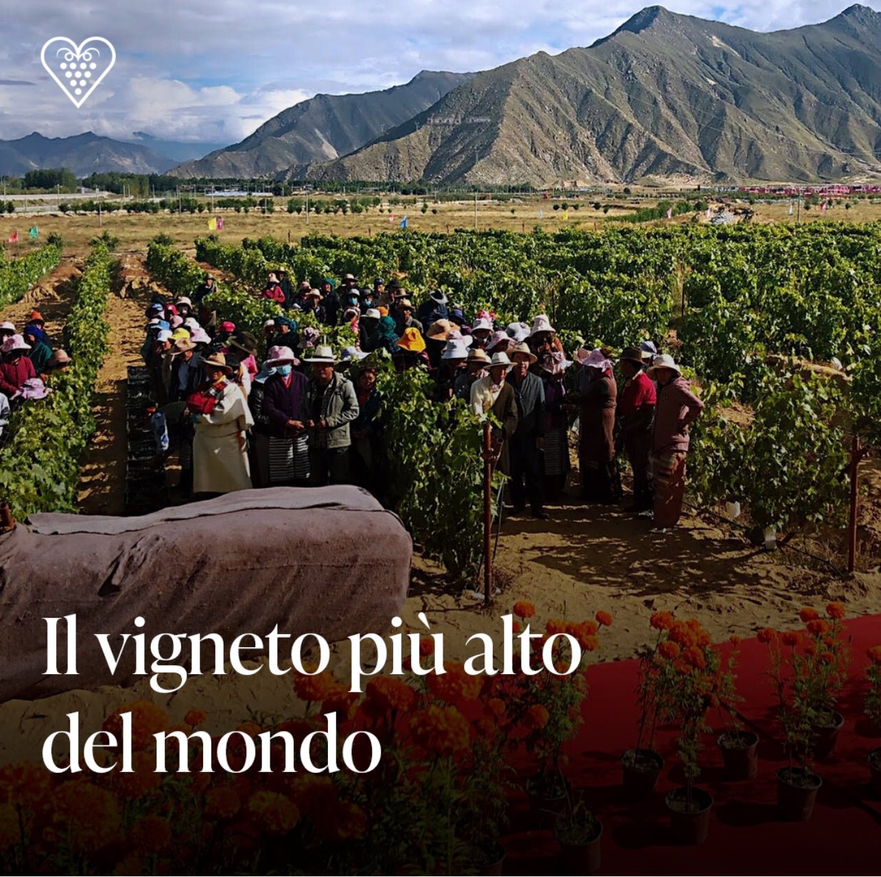 Il vigneto più alto del mondo – Carta dei Vini